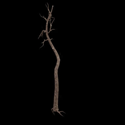 Realistic Dead Tree - 3D Model by BotaniCraft3D