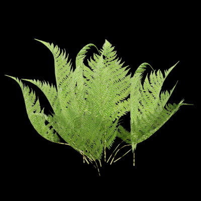 Realistic Fern Plant - 3D Model by BotaniCraft3D