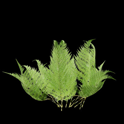 Realistic Fern Plant - 3D Model by BotaniCraft3D