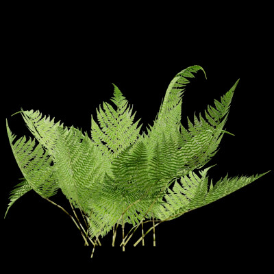 Realistic Fern Plant - 3D Model by BotaniCraft3D