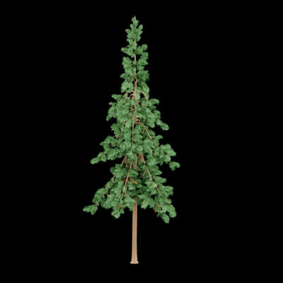 Realistic Pine Tree - 3D Model by BotaniCraft3D