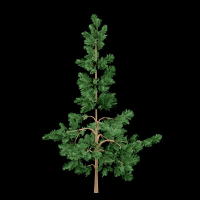 Realistic Pine Tree - 3D Model by BotaniCraft3D
