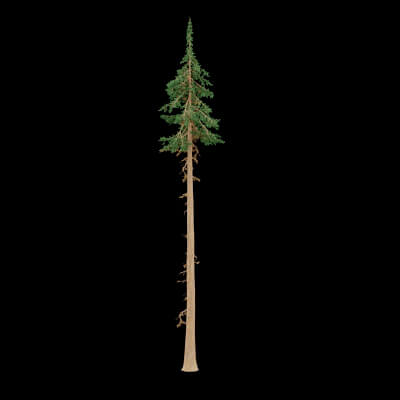 Realistic Pine Tree - 3D Model by BotaniCraft3D