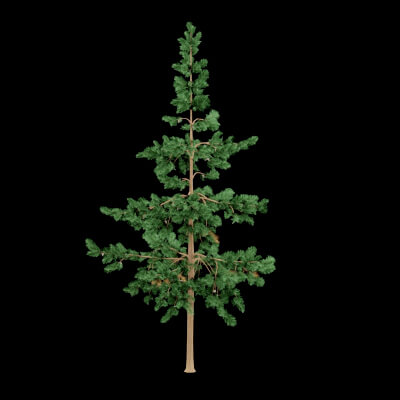 Realistic Pine Tree - 3D Model by BotaniCraft3D
