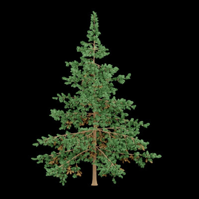 Realistic Pine Tree - 3D Model by BotaniCraft3D