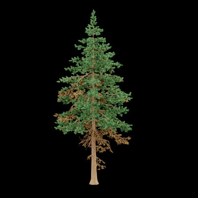 Realistic Pine Tree - 3D Model by BotaniCraft3D