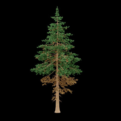 Realistic Pine Tree - 3D Model by BotaniCraft3D