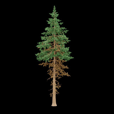 Realistic Pine Tree - 3D Model by BotaniCraft3D