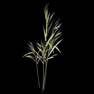 Realistic Reeds Plant - 3D Model by BotaniCraft3D