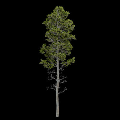 Realistic Tree - 3D Model by BotaniCraft3D