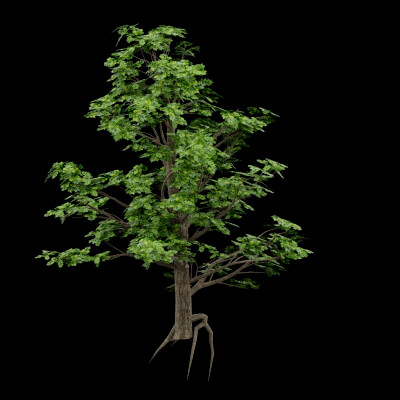 Realistic Tree - 3D Model by BotaniCraft3D