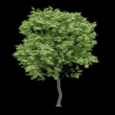 Realistic Tree - 3D Model by BotaniCraft3D