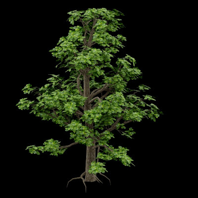 Realistic Tree - 3D Model by BotaniCraft3D