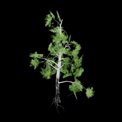 Realistic Tree - 3D Model by BotaniCraft3D