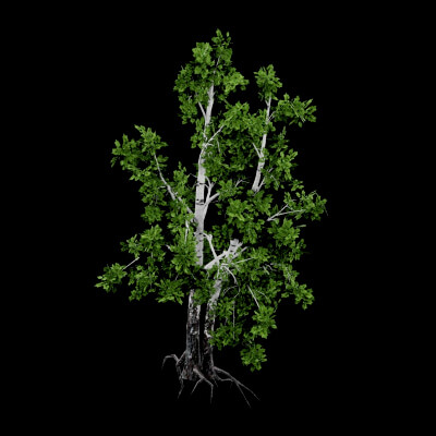 Realistic Tree - 3D Model by BotaniCraft3D