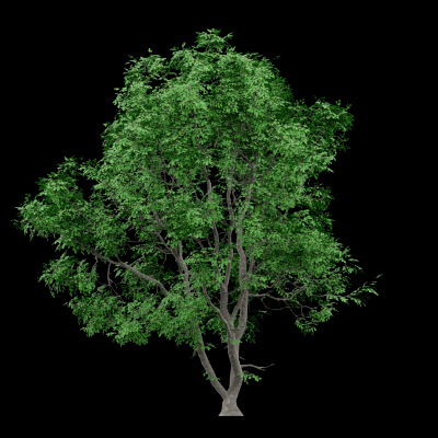 Realistic Tree - 3D Model by BotaniCraft3D