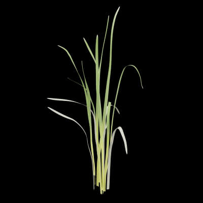 Reeds Plant Patch - 3D Model by BotaniCraft3D