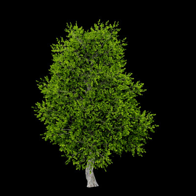 Realistic Tree Plant - 3D Model by BotaniCraft3D