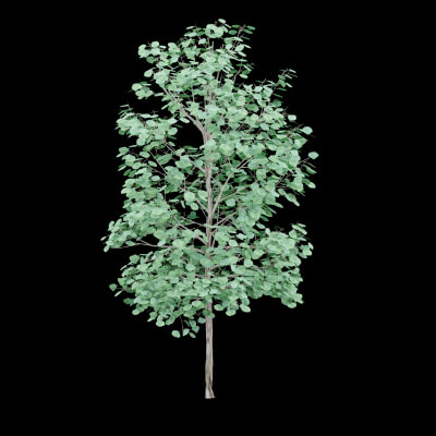 Tropical Tree - 3D Model by BotaniCraft3D