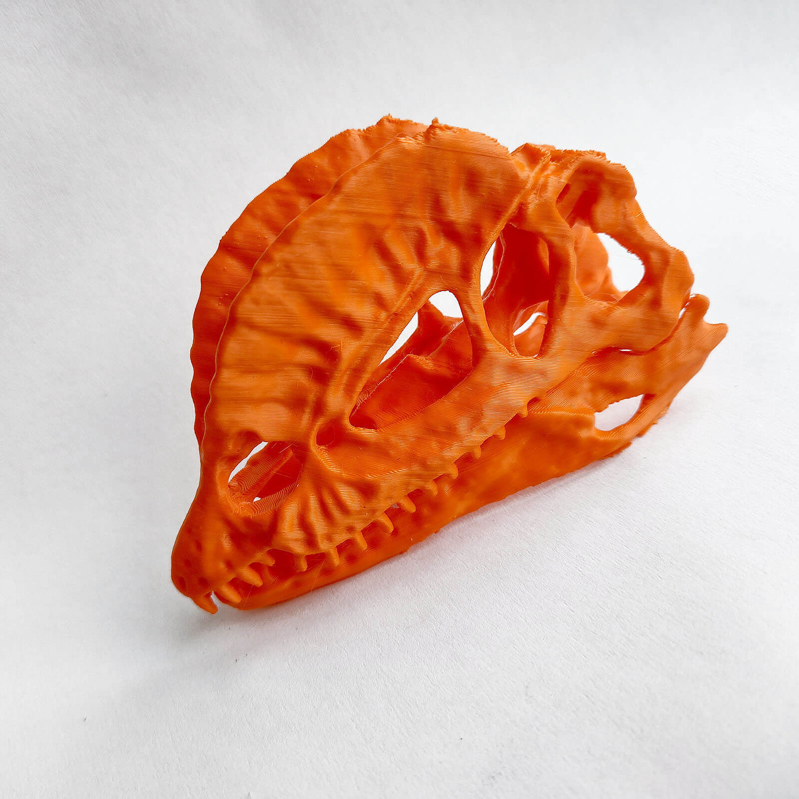 Dyno Jaw Skull - 3D Model by bpanch