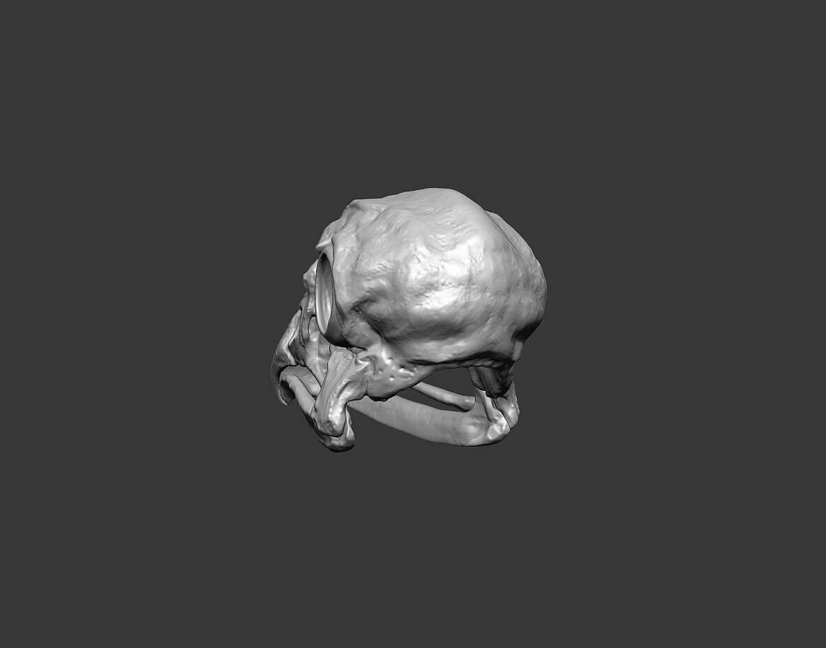 Eagle Skull - 3D Model by bpanch