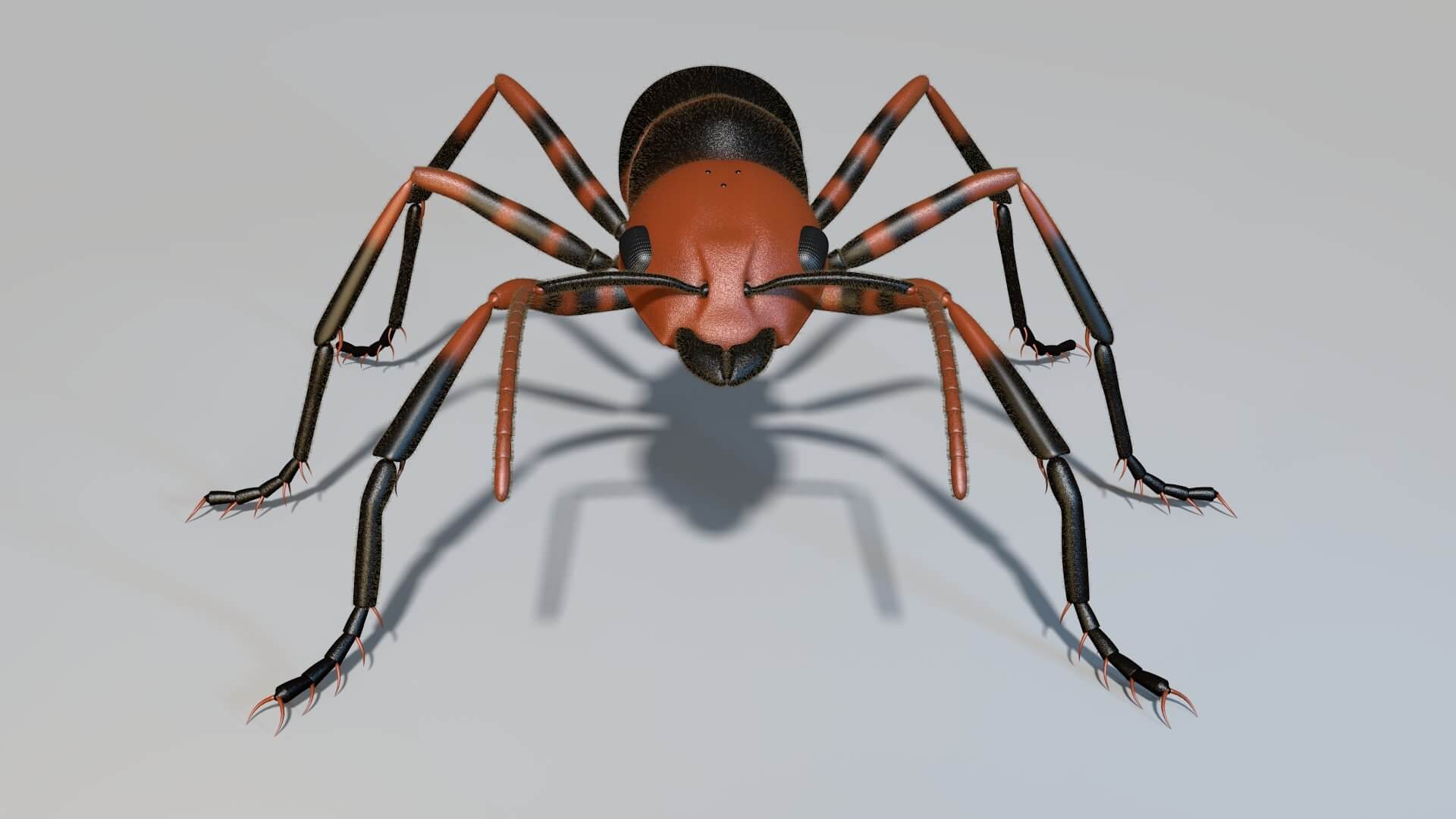 Fire Ant - 3D Model by BraiZero
