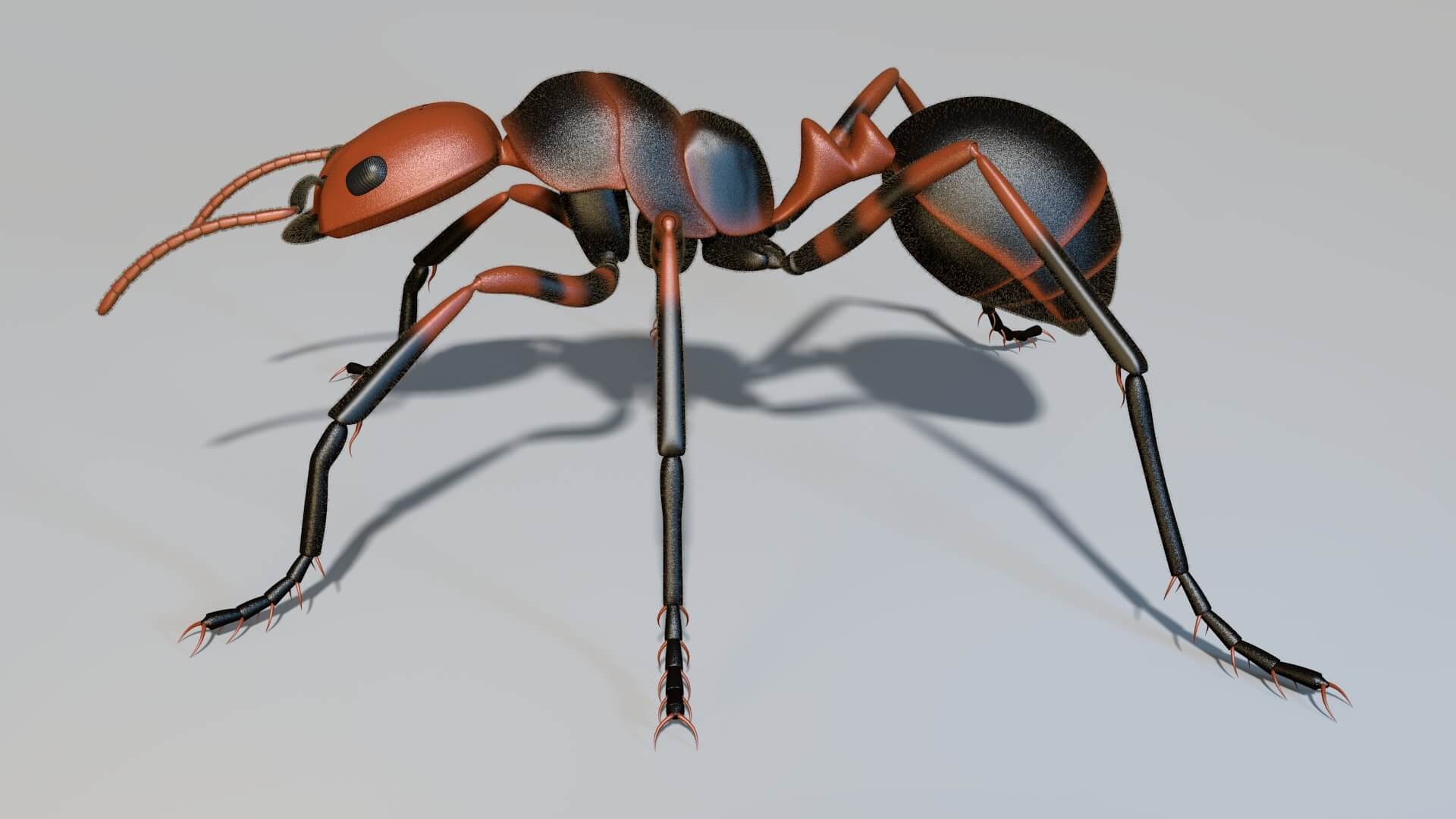 Fire Ant - 3D Model by BraiZero