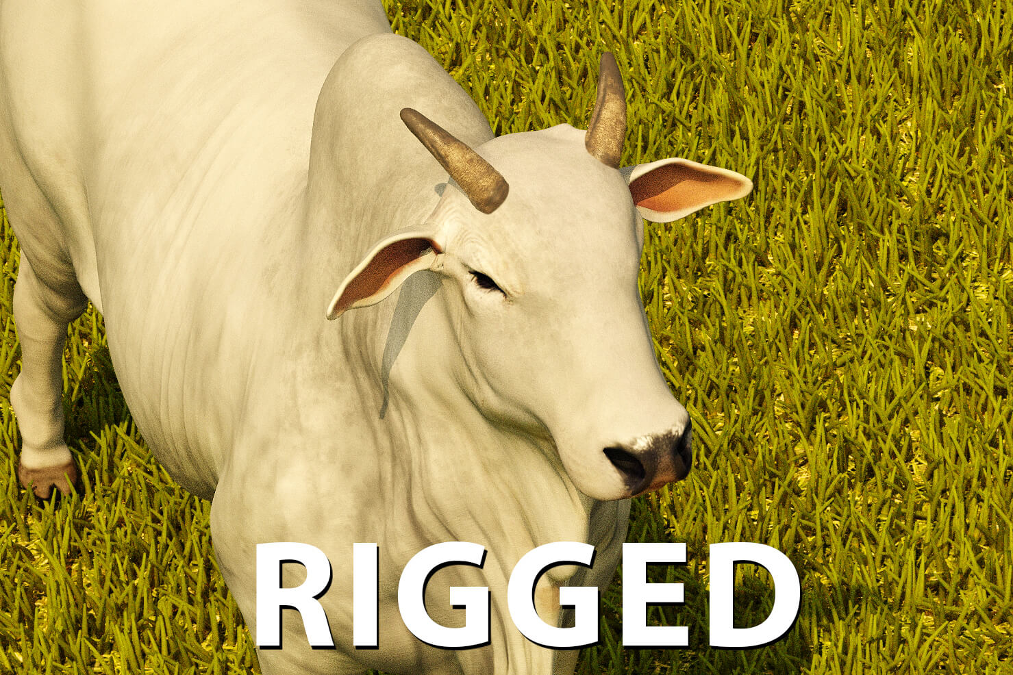 Cattle 3D Model by brunonunesdp