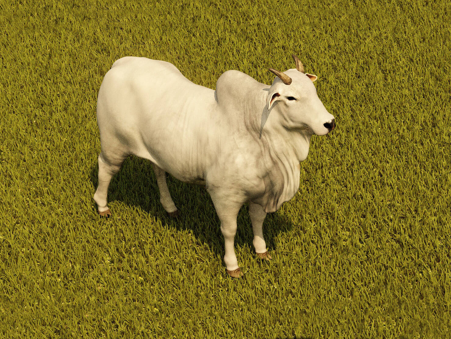 Cattle 3D Model by brunonunesdp