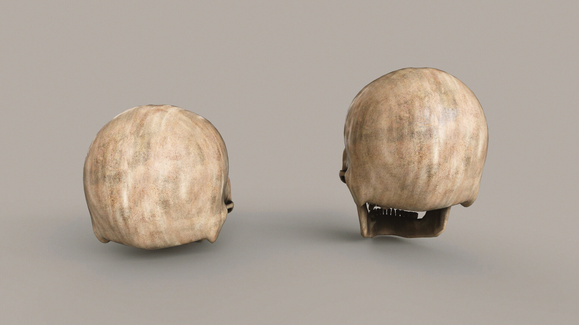 Human Skulls - 3D Model by BSW2142