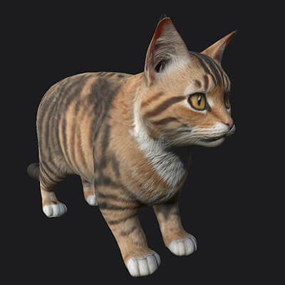 Cat 3D Model 001 by Bubble009