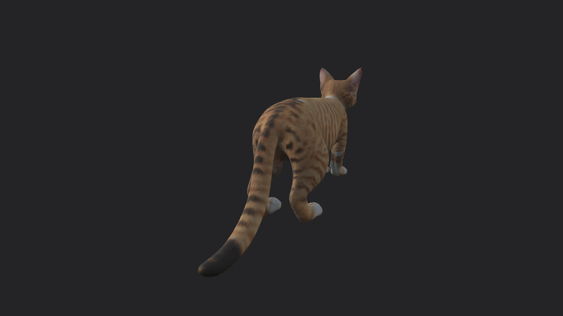 Cat 3D Model 001 by Bubble009