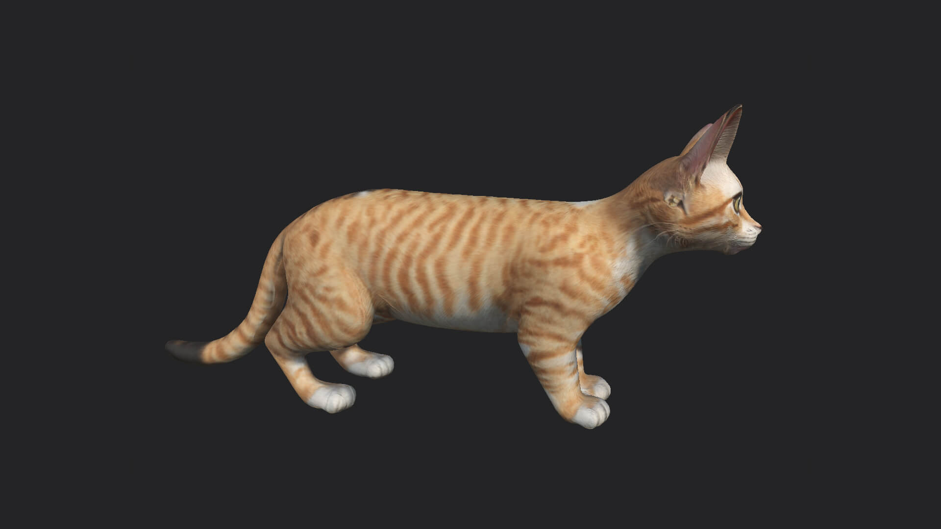 Cat 3D Model 001 by Bubble009