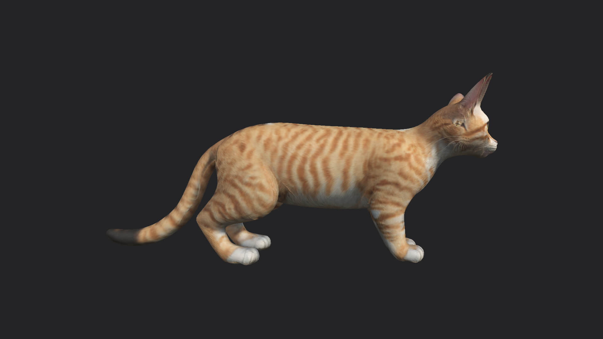 Cat 3D Model 001 by Bubble009