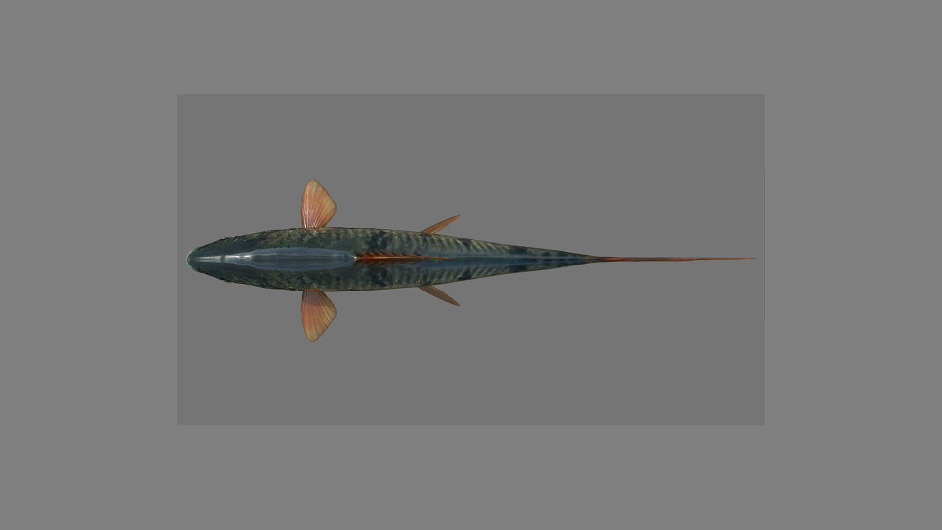 Fish 3D Model 001 by Bubble009