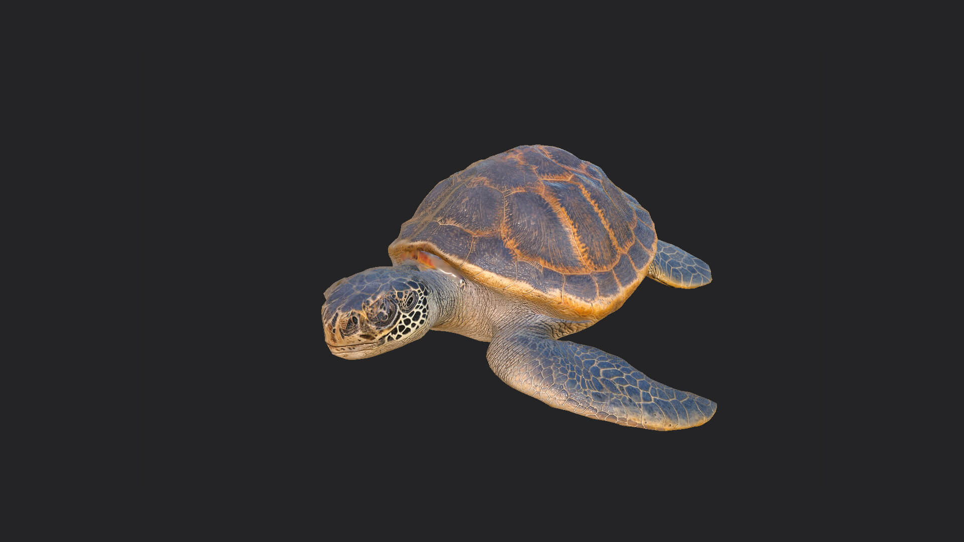 Sea Turtle 3D Model 001 by Bubble009