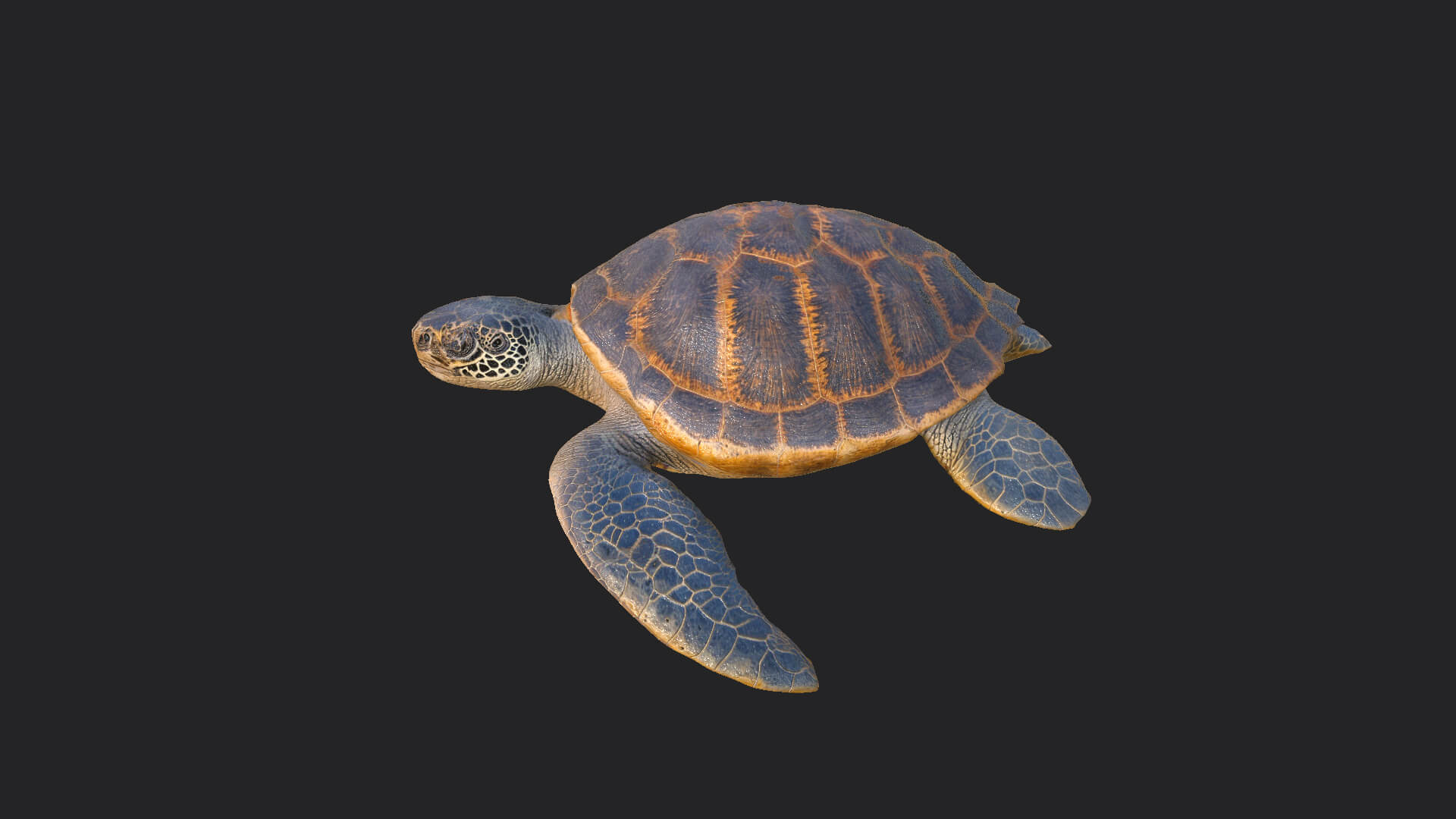 Sea Turtle 3D Model 001 by Bubble009