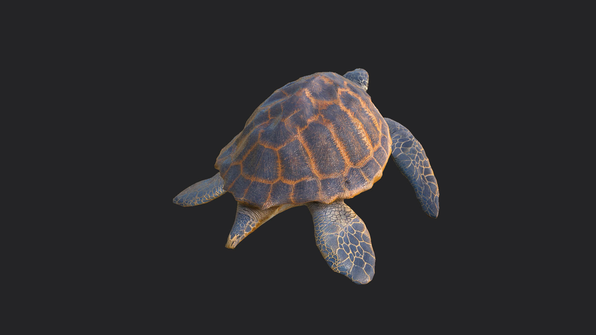 Sea Turtle 3D Model 001 by Bubble009