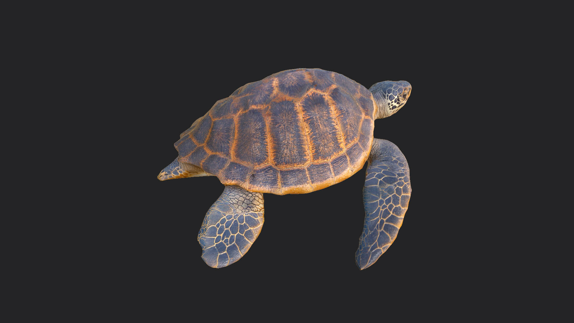 Sea Turtle 3D Model 001 by Bubble009