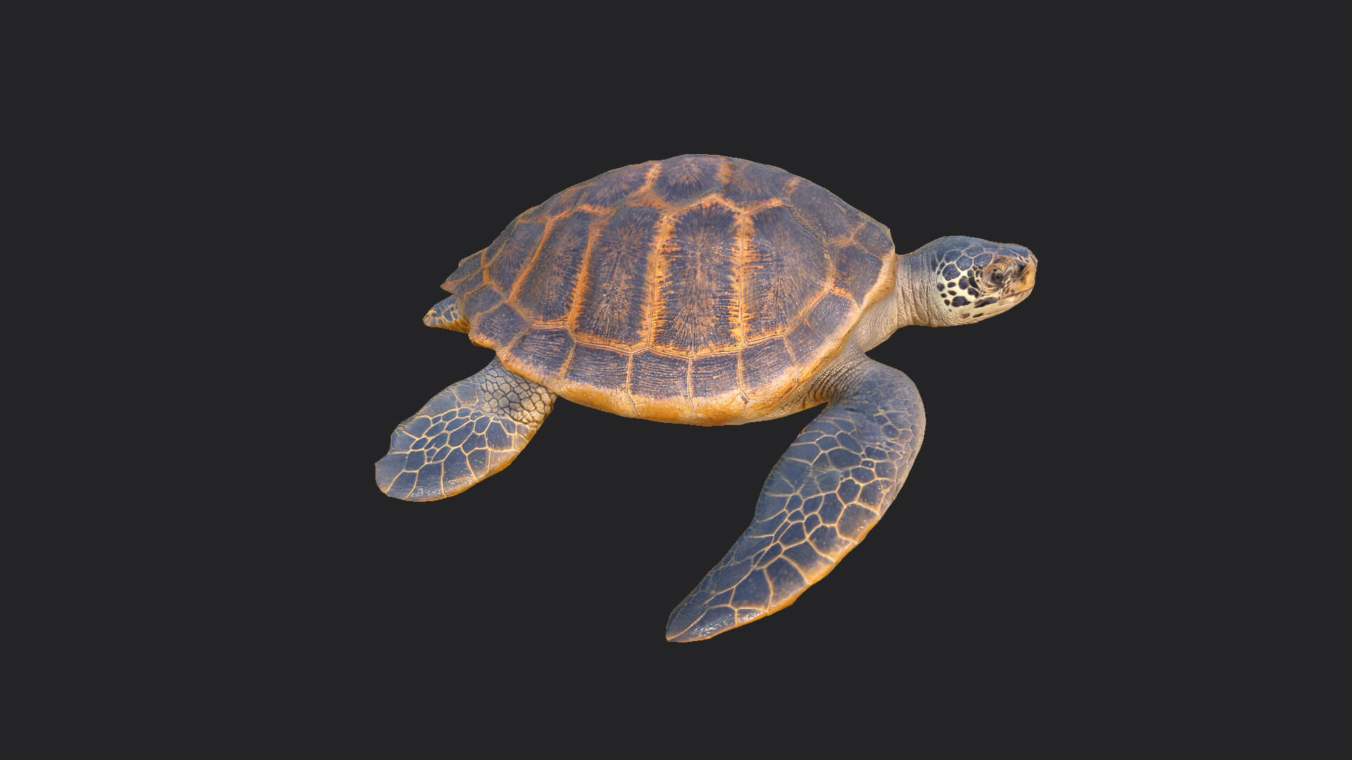 Sea Turtle 3D Model 001 by Bubble009
