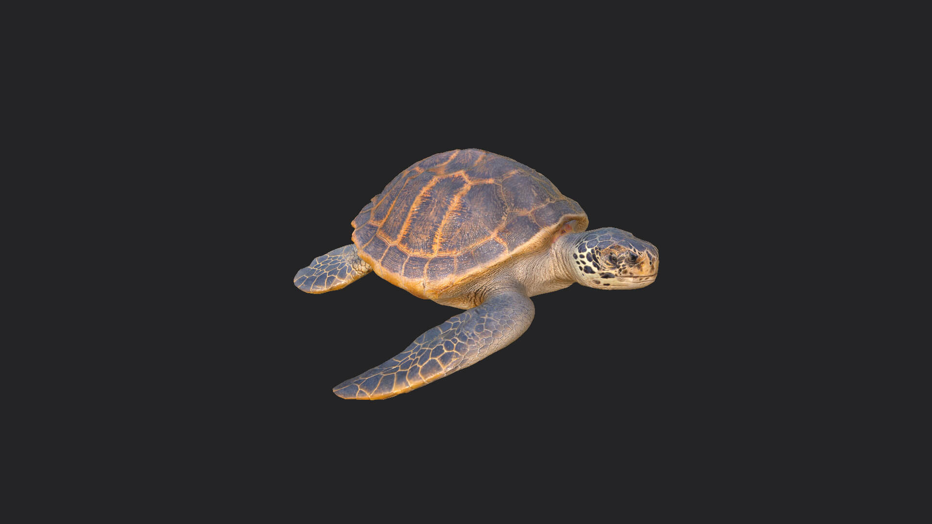 Sea Turtle 3D Model 001 by Bubble009
