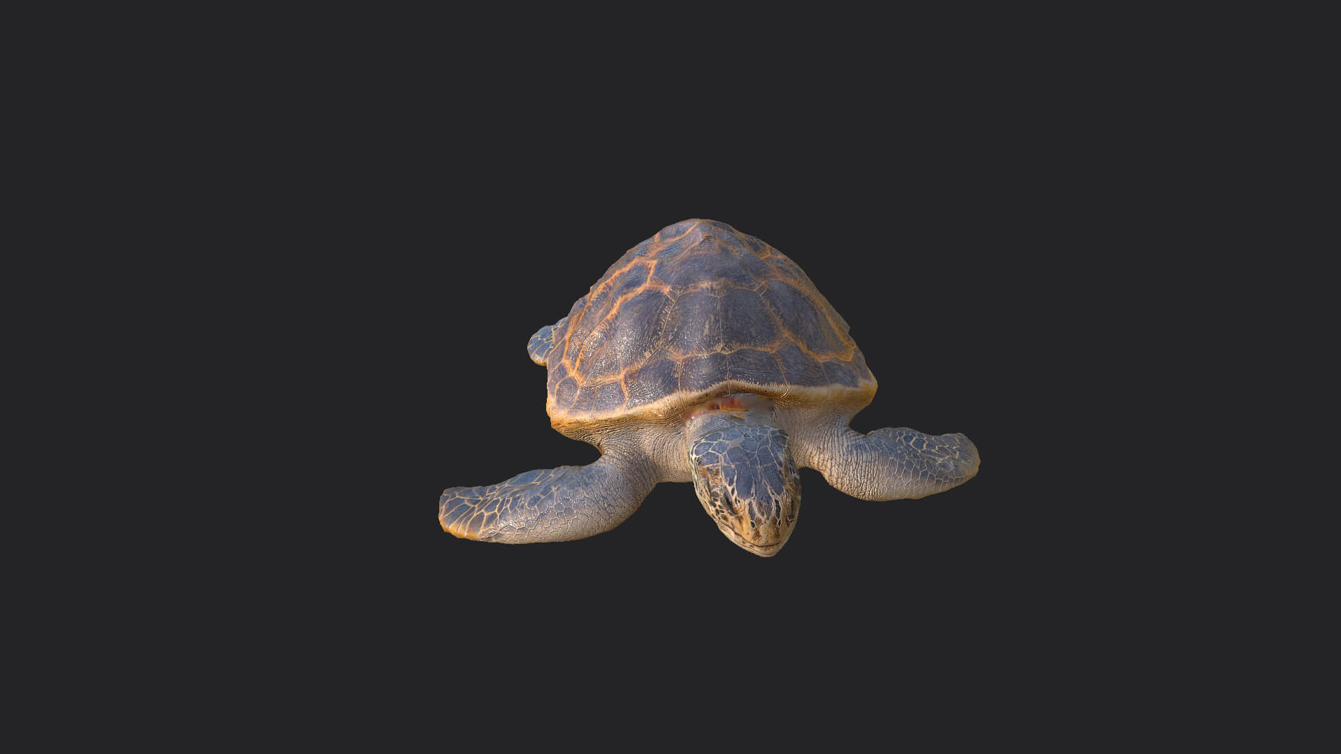 Sea Turtle 3D Model 001 by Bubble009