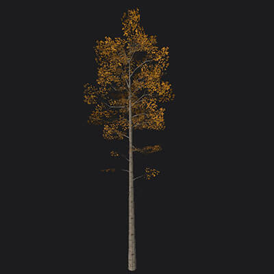 Tree 3D Model 003 by Bubble009