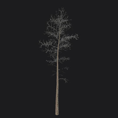 Tree 3D Model 004 by Bubble009