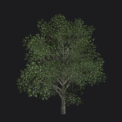 Tree 3D Model 010 by Bubble009