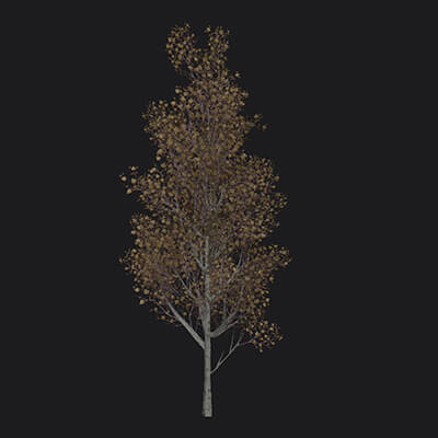 Tree 3D Model 016 by Bubble009
