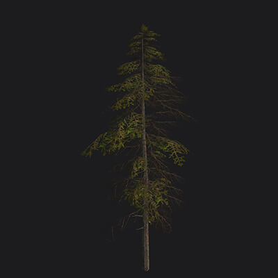 Tree 3D Model 019 by Bubble009