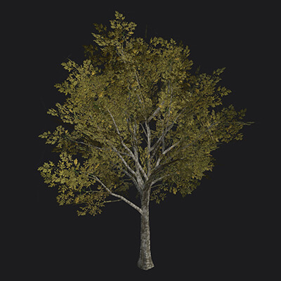 Tree 3D Model 034 by Bubble009