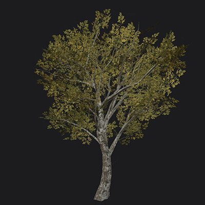 Tree 3D Model 035 by Bubble009