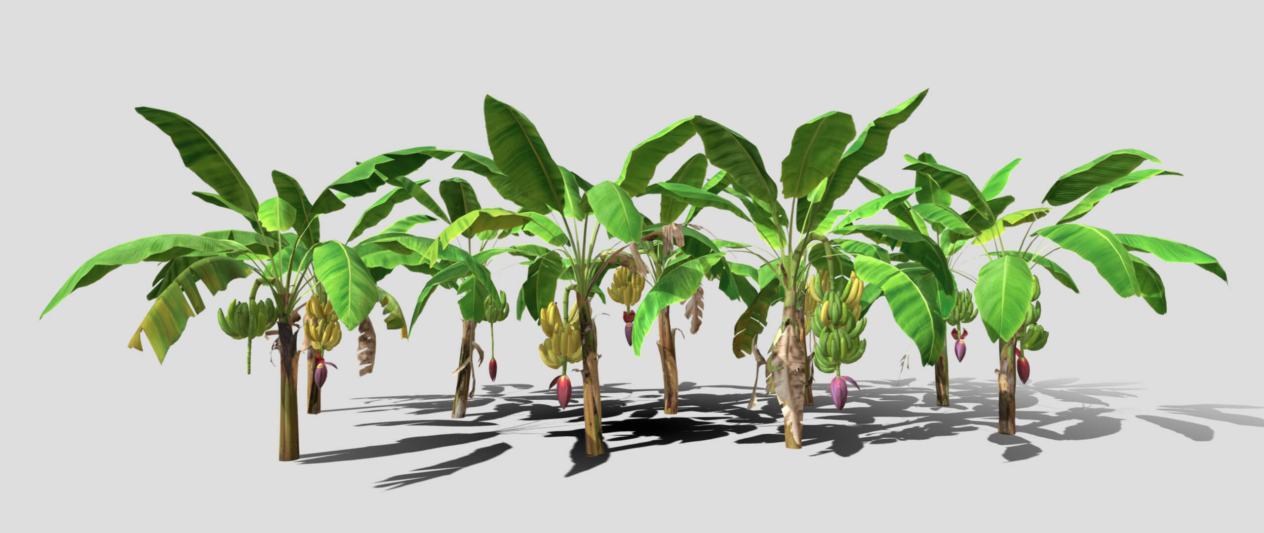 Banana Plantation - 3D Model by Buncic